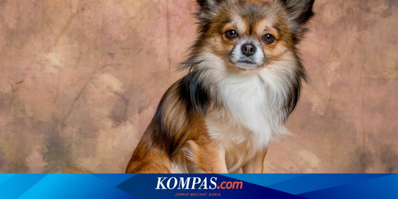 5 Tips Merawat Anjing Chihuahua Kesayangan Anda