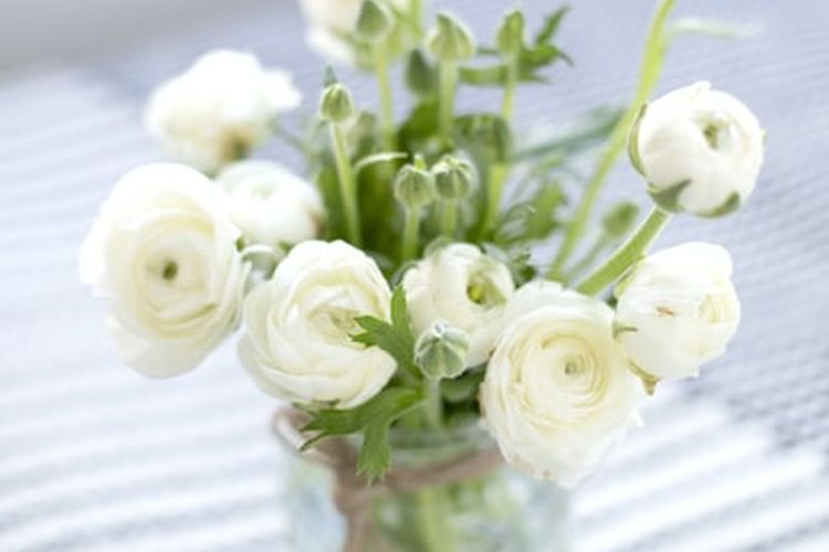 6 Fakta Menarik Bunga Mawar Putih, Mewakili Kemurnian