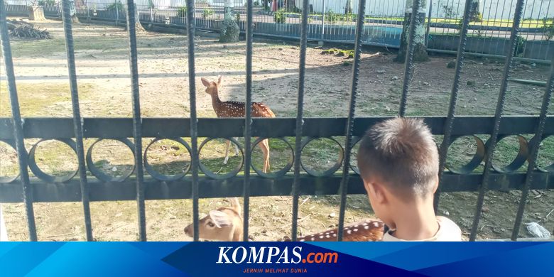 Beri Makan Rusa di Rumah Dinas Wali Kota Pangkalpinang, Simak Aturan ...