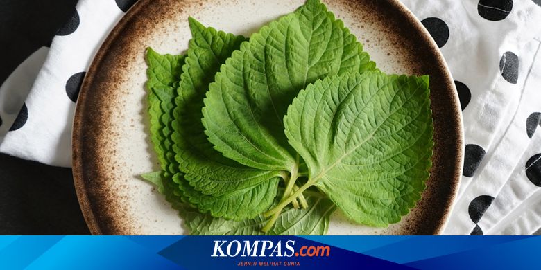 4 Cara Pilih Daun Perilla untuk Aneka Masakan, Kenali Dulu Jenisnya