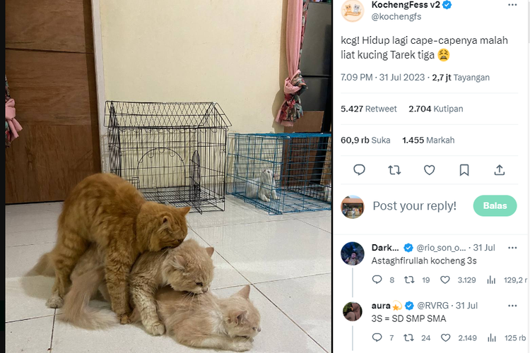 Foto : Beredar Foto Kucing Kawin Bertiga, Bisakah? Ini Penjelasannya