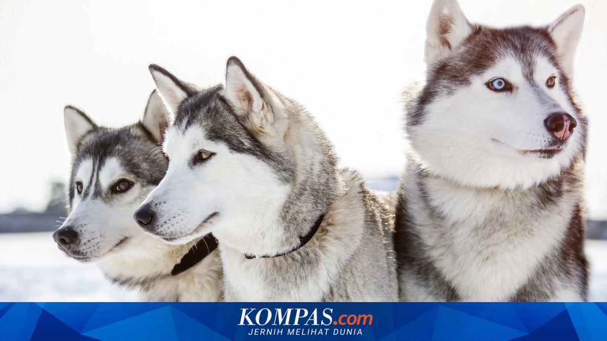 10 Ras Anjing yang Sulit Dilatih, Husky hingga Alaskan Malamute