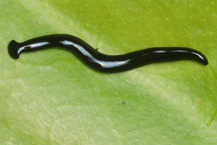 Foto : Peneliti Namai Spesies Cacing Beracun Humbertium Covidum untuk ...