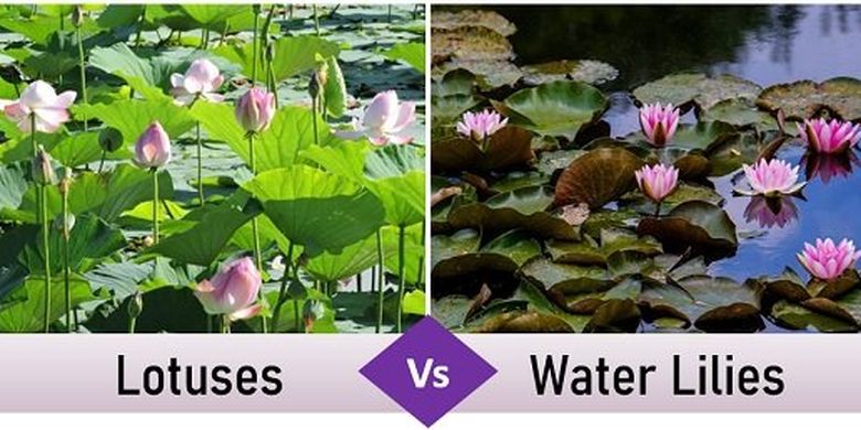 Lotus atau Teratai? Kenali 5 Perbedaan Utama Bunga Air Populer Ini