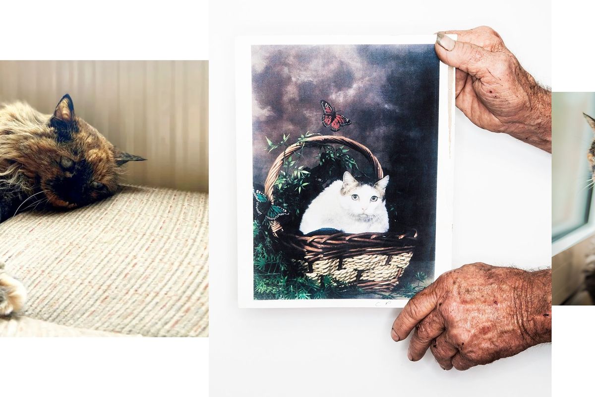 Deretan Kucing Tertua di Dunia, Ada yang Berumur 38 Tahun