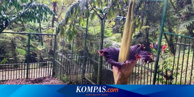 Anatomi Bunga Bangkai, Tanaman Raksasa Endemik Sumatera Indonesia