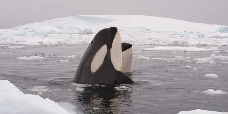 Mengapa Paus Orca Disebut Paus Pembunuh?