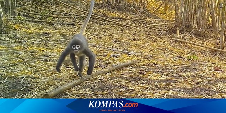 Spesies Monyet Langka Ditemukan Kembali di Pegunungan Myanmar