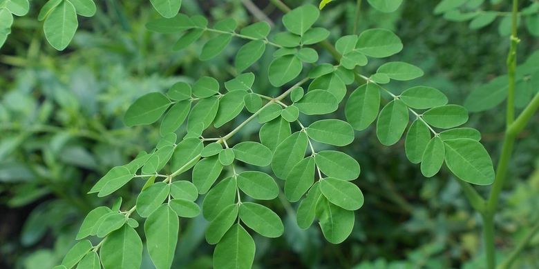 Cara Menanam Pohon Kelor yang Kaya Manfaat