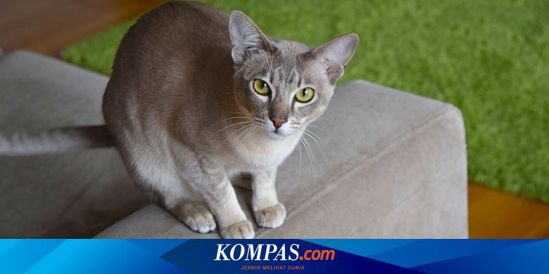 3 Cara Unik Kucing Mengenali Emosi Pemiliknya