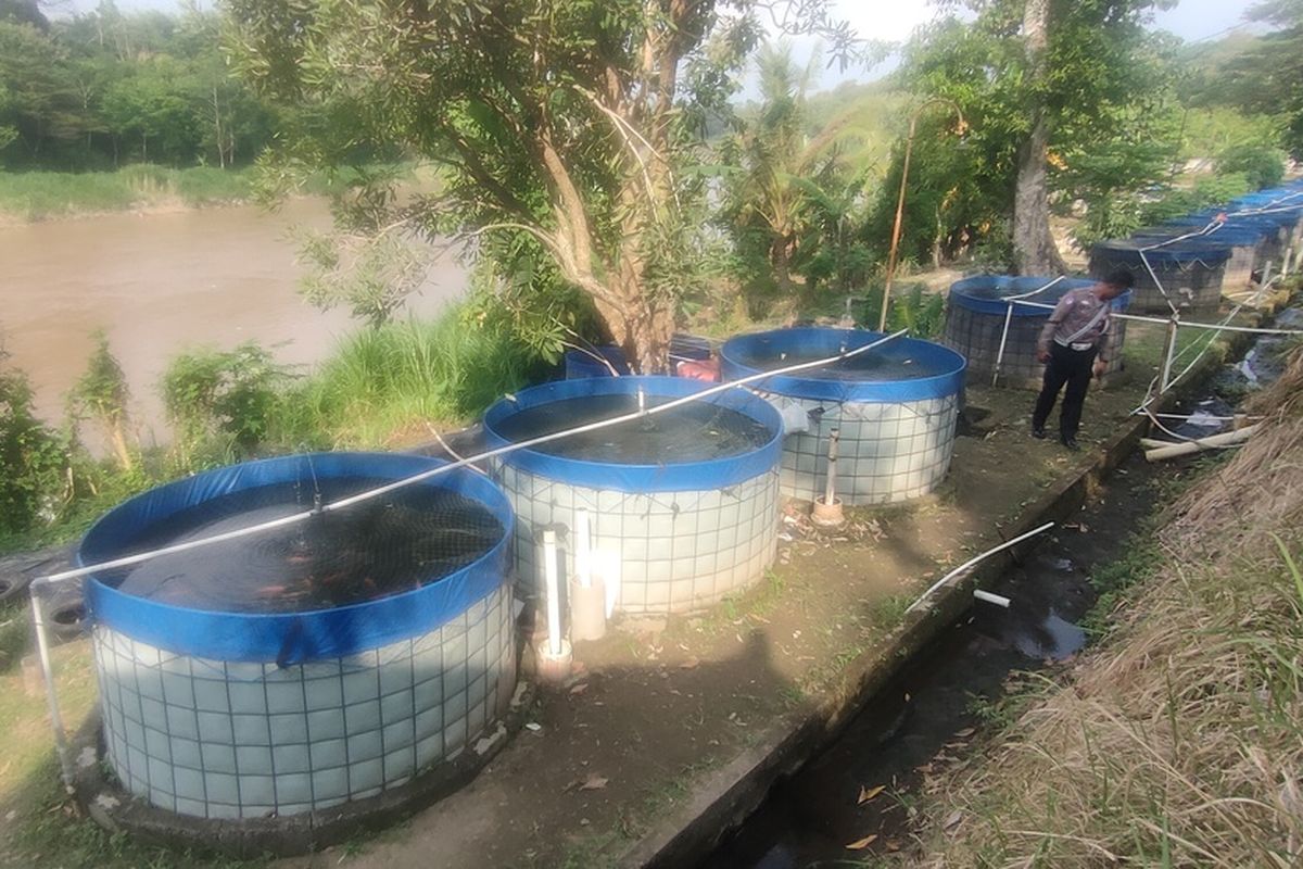 DKP Kulon Progo Bangun Sentra Budidaya Ikan di Watu Bulus, Sasar ...