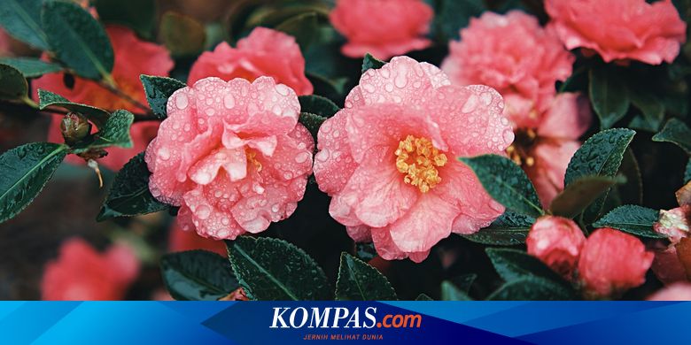 5 Jenis Bunga yang Bisa Mengobati Penyakit, Apa Saja?