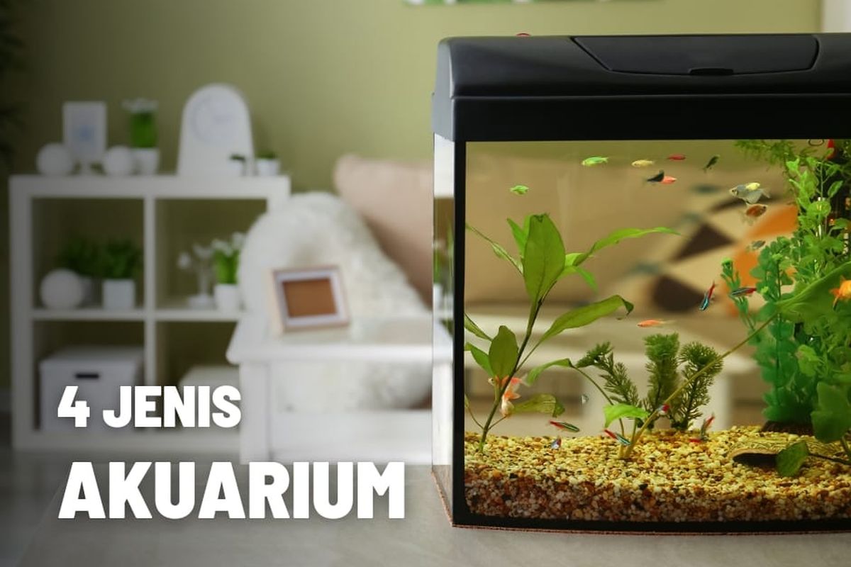 4 Jenis Akuarium dan Penjelasannya