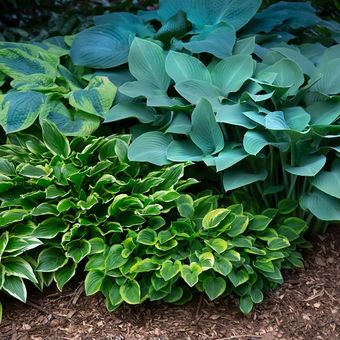 7 Cara Memanfaatkan Tanaman Hosta untuk Mempercantik Halaman Rumah