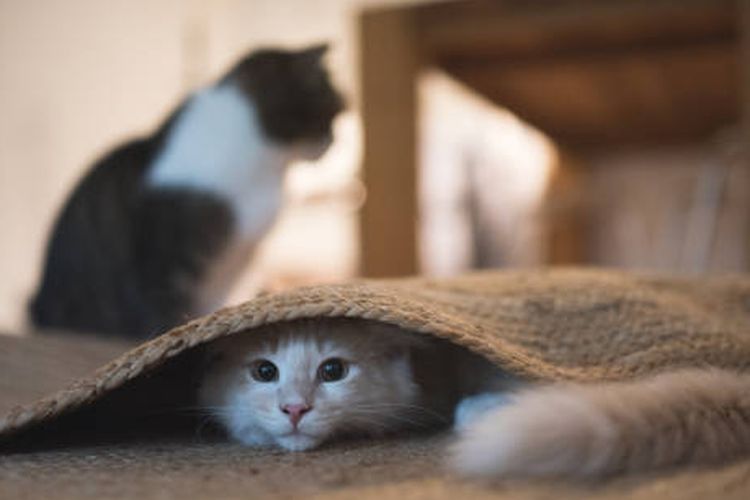 4 Tips Mengenalkan Kucing ke Teman Baru agar Tidak Bertengkar