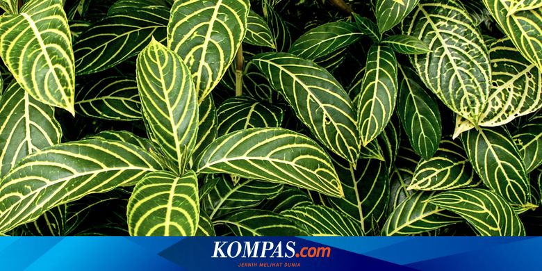 Cara Merawat Tanaman Zebra, Tanaman Hias Indoor Berdaun Unik