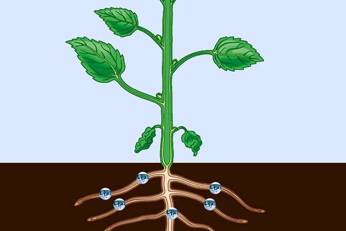 Pengangkutan Ekstravskular dan Intravaskular pada Tumbuhan