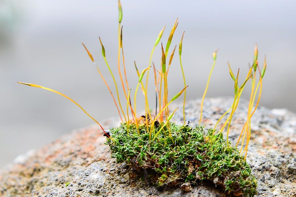 Di Mana Habitat Tumbuhan Lumut?