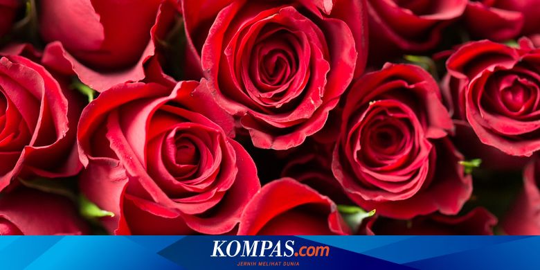 6 Fakta Menarik Bunga Mawar yang Belum Diketahui