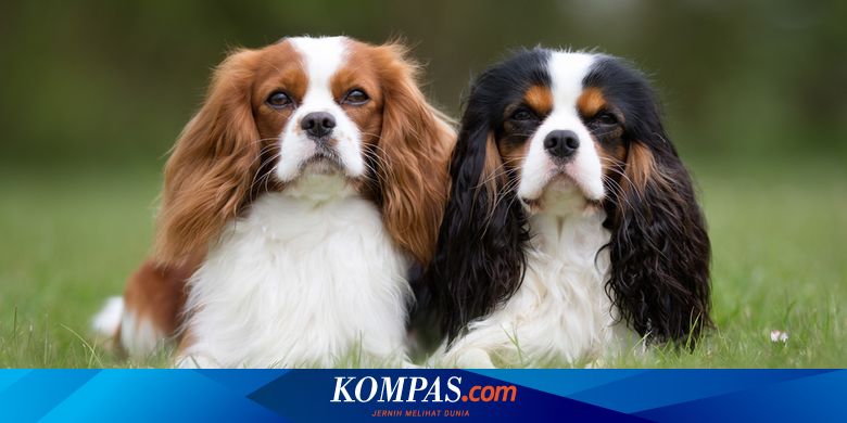 6 Ras Anjing Berkepribadian Tenang dan Santai