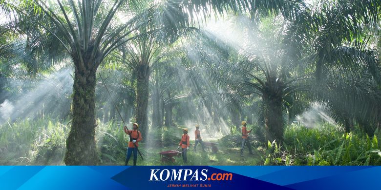 Pendapatan DSNG Semester I-2023 Tumbuh di Tengah Pelemahan Harga CPO