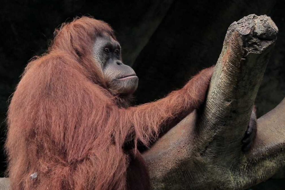Kisah Jennifer, Orangutan Indonesia yang Dijodohkan di Jepang