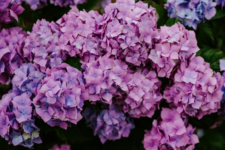 Jangan Tanam Bunga Hydrangea di 5 Tempat Ini agar Tumbuh Subur