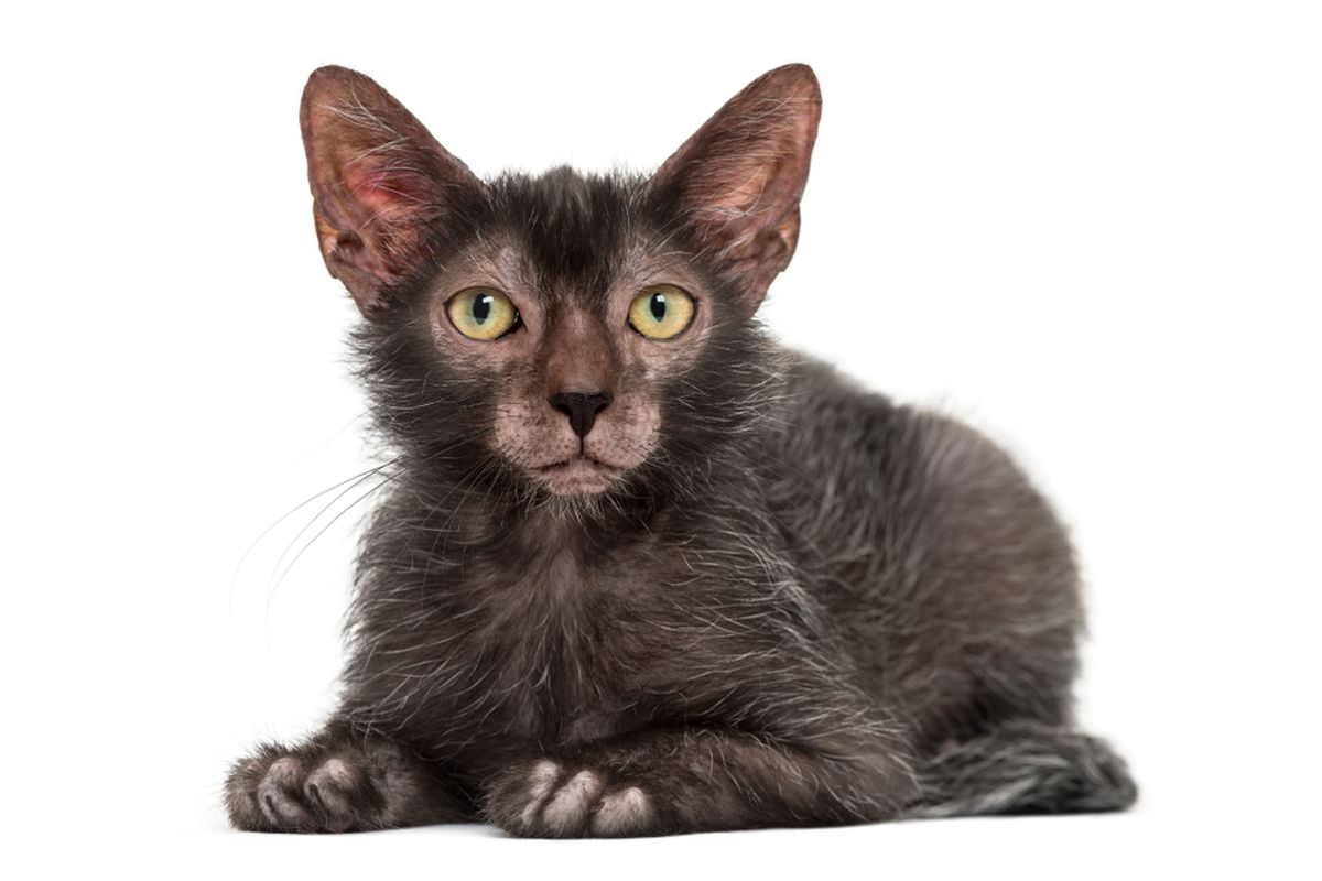 Mengenal Kucing Lykoi, Ras Unik yang Punya Penampilan seperti "Werewolf"