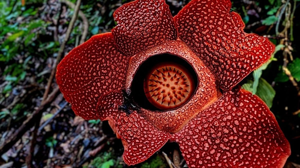 Bukan Cuma Rafflesia Arnoldii, Ini Jenis-jenis Rafflesia di Indonesia