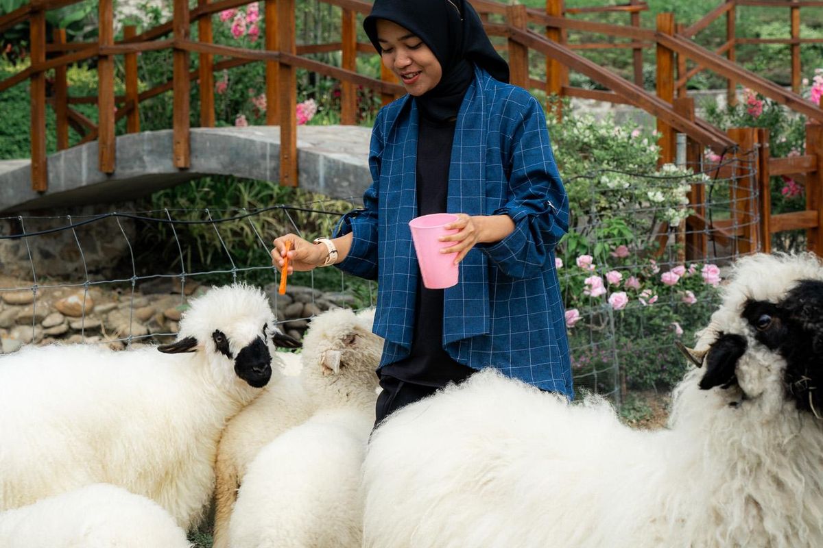 Kenalan dengan Domba Valais Blacknose di Bukit Domba Sentul