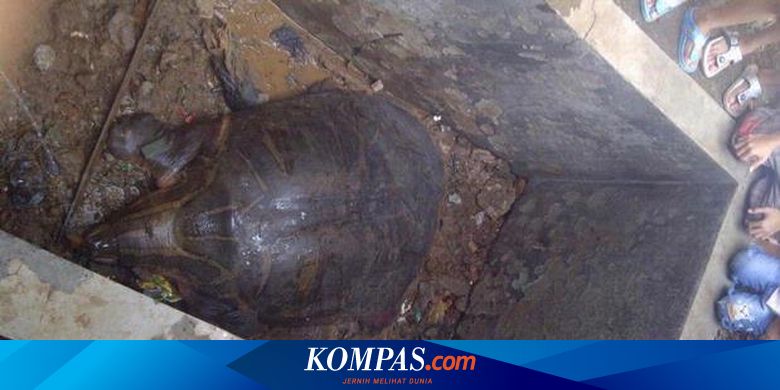 Bulus "Raksasa" Ciliwung Itu adalah "Chitra chitra javanensis"