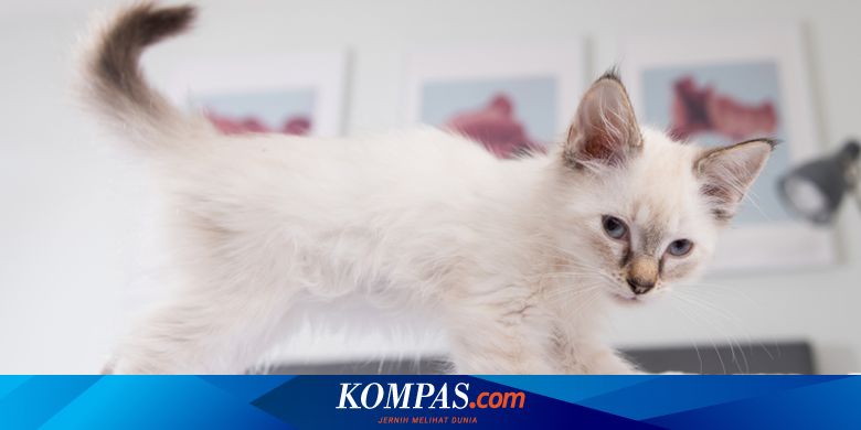 Perut Anak Kucing Terlihat Buncit, Apa Sebabnya?