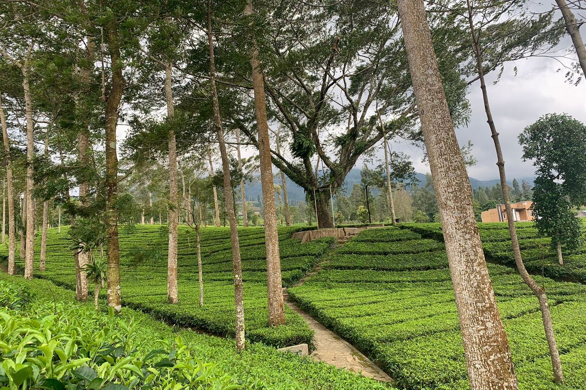 Agro Wisata Tambi Wonosobo Masuk 30 Besar Wonderful Indonesia Award 2025