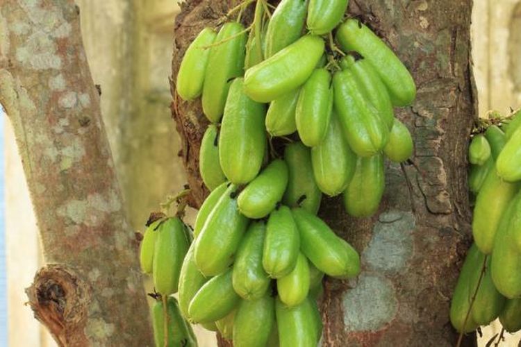 Belimbing Wuluh Bisa Cegah Penyakit Apa Saja? Berikut 5 Daftarnya