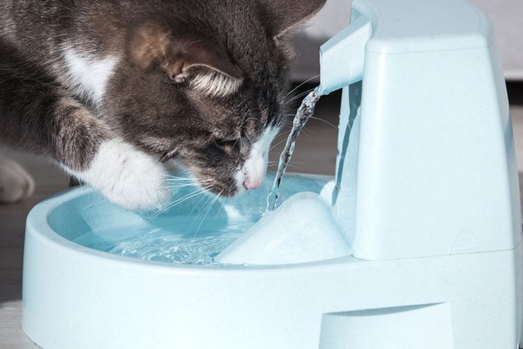 Ketahui, Ini Kebutuhan Minum Kucing Setiap Harinya agar Tetap Sehat