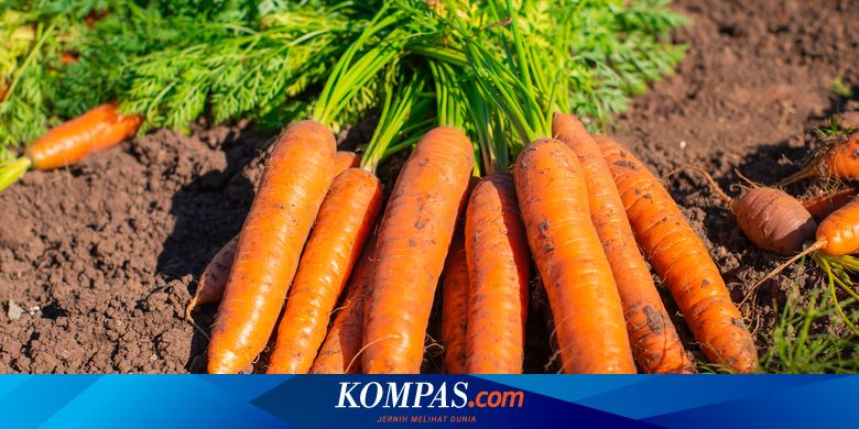 Cara Menanam Wortel dengan Mudah di Kebun Rumah