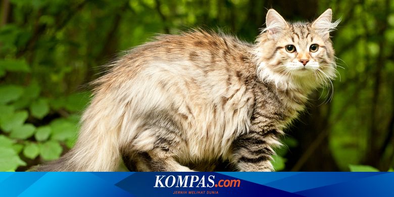 7 Ras Kucing Asal Rusia, Penampilannya Mengagumkan
