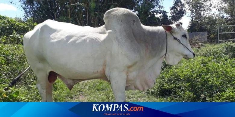 Berapa Harga Sapi 1 Ton yang Dibeli Jokowi untuk Kurban?