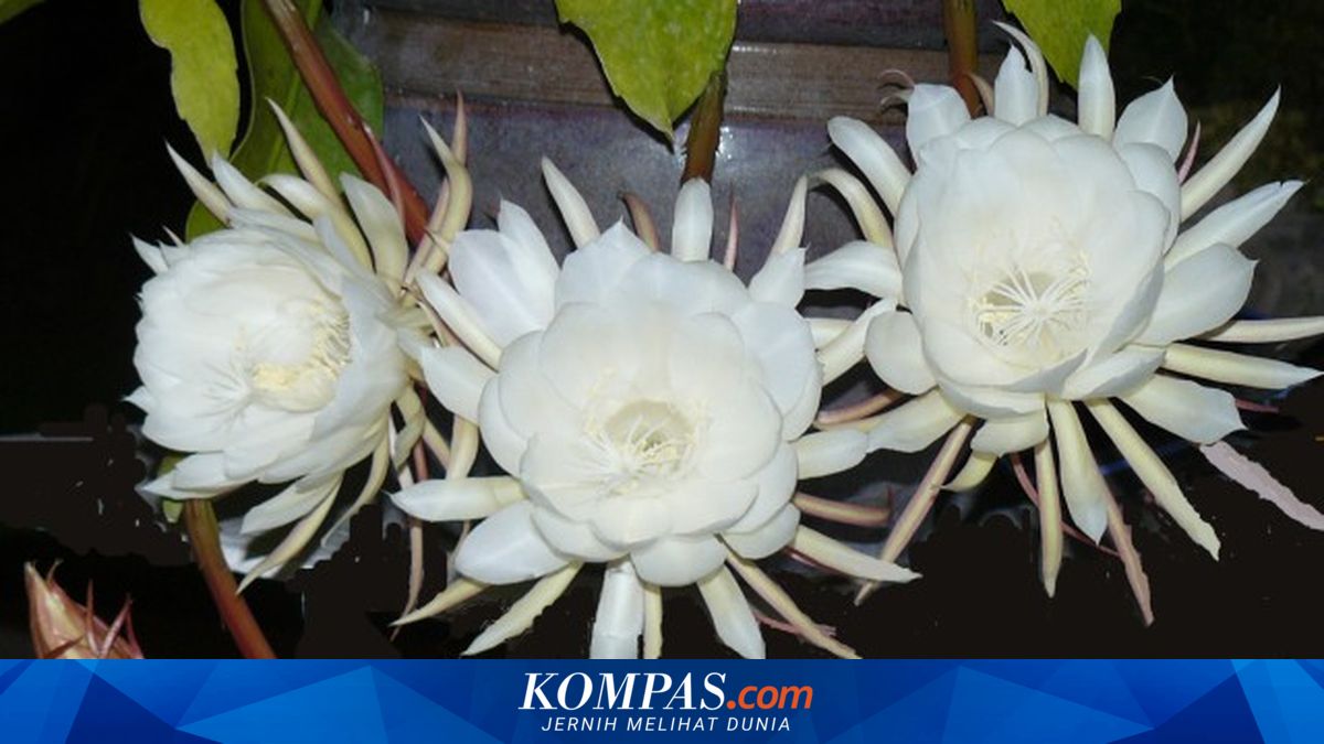 8 Cara Membuat Bunga Wijaya Kusuma Tumbuh Subur