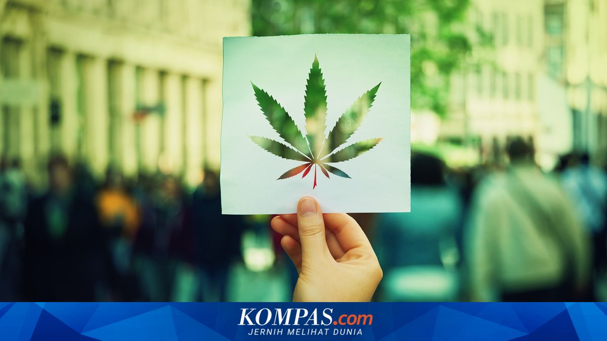 Kini Dilarang, Dulu Ganja Pernah jadi Obat Anestesi sampai Simbol ...