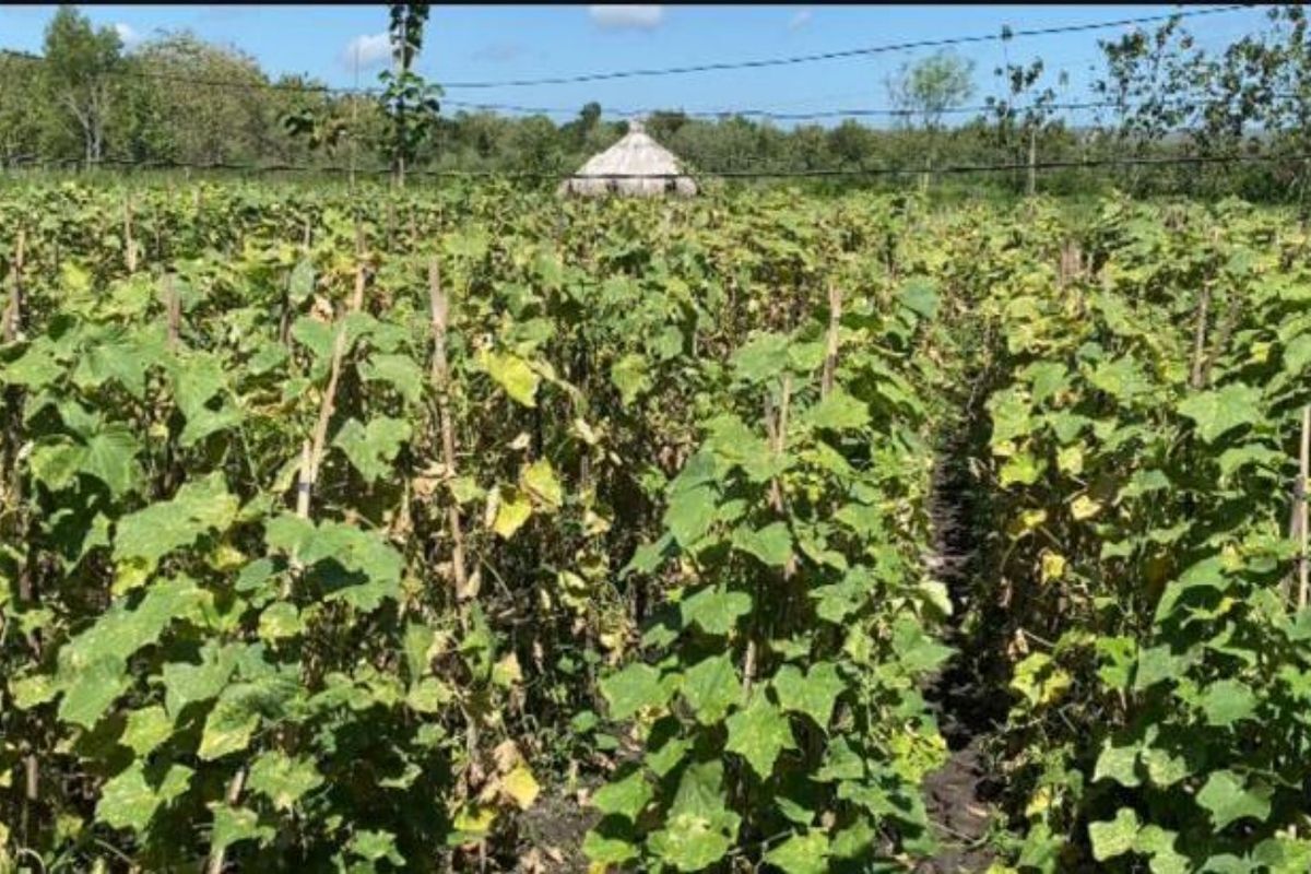 Harga Timun di Bawah Rp 2.000 Per Kg, Petani Gunungkidul Cari Cara ...