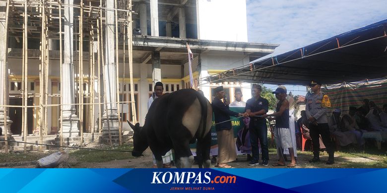 Bantuan 15 Sapi Kurban untuk Umat Islam di NTT