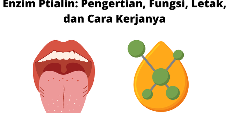 Enzim Ptialin: Pengertian, Fungsi, Letak, dan Cara Kerjanya