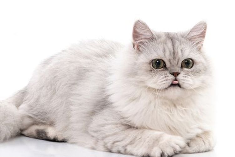 Panduan Perawatan Kucing Persia: Profil Ras, Kepribadian, dan Sejarah