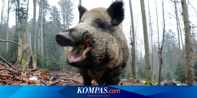 Daging Babi Hutan di California Berubah Jadi Biru, Apa Penyebabnya?