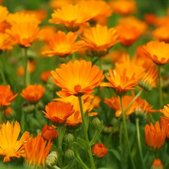 Cara Menanam dan Merawat Bunga Calendula