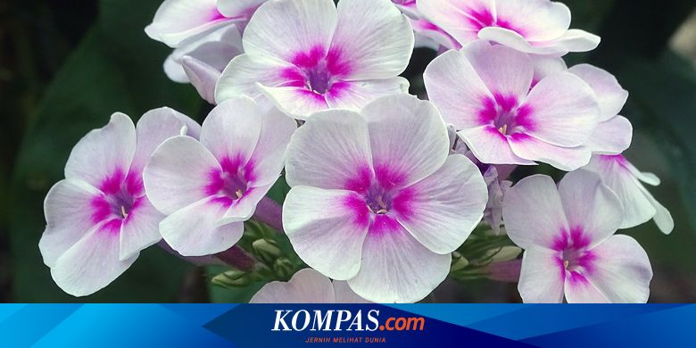 8 Bunga Cantik yang Cepat Mekar, Cocok di Halaman Rumah Halaman all ...