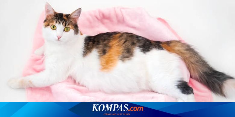 6 Cara Merawat Kucing Hamil agar Tetap Sehat