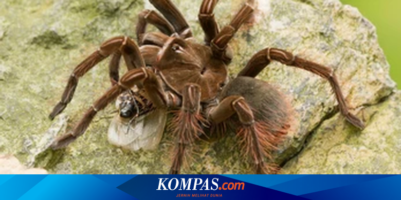 8 Spesies Laba-laba Raksasa di Dunia Halaman all - Kompas.com