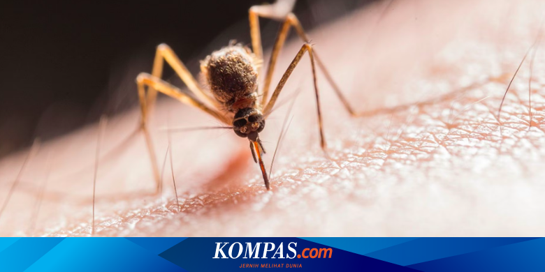 7 Jenis Gigitan Serangga dan Cara Mengobatinya